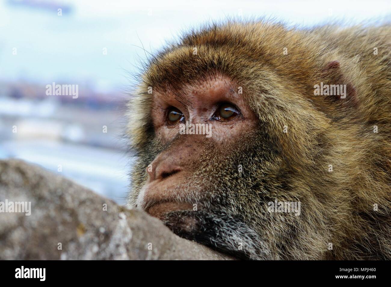 The Barbary Apes of The Rock of Gibraltar. The Barbary Macaque ...