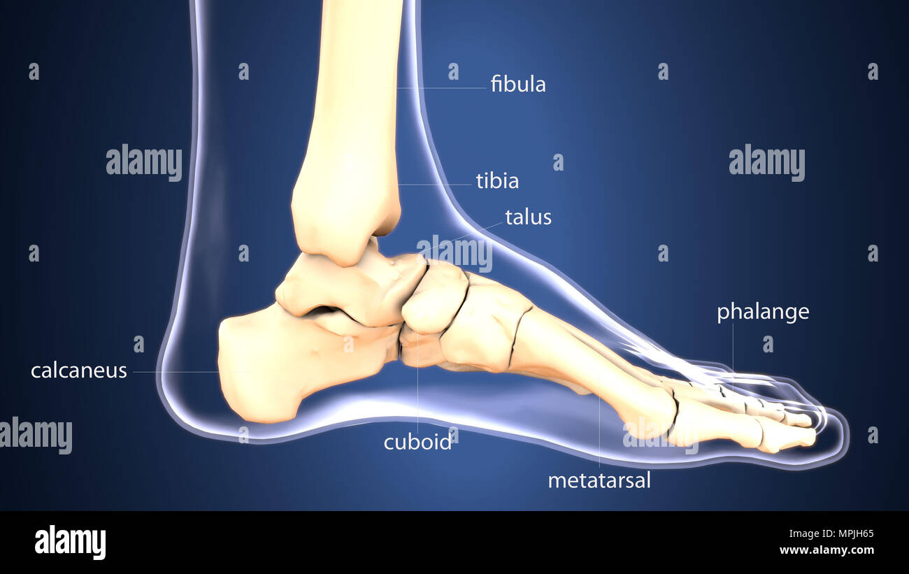 3d render of human skeleton bones anatomy Stock Photo - Alamy
