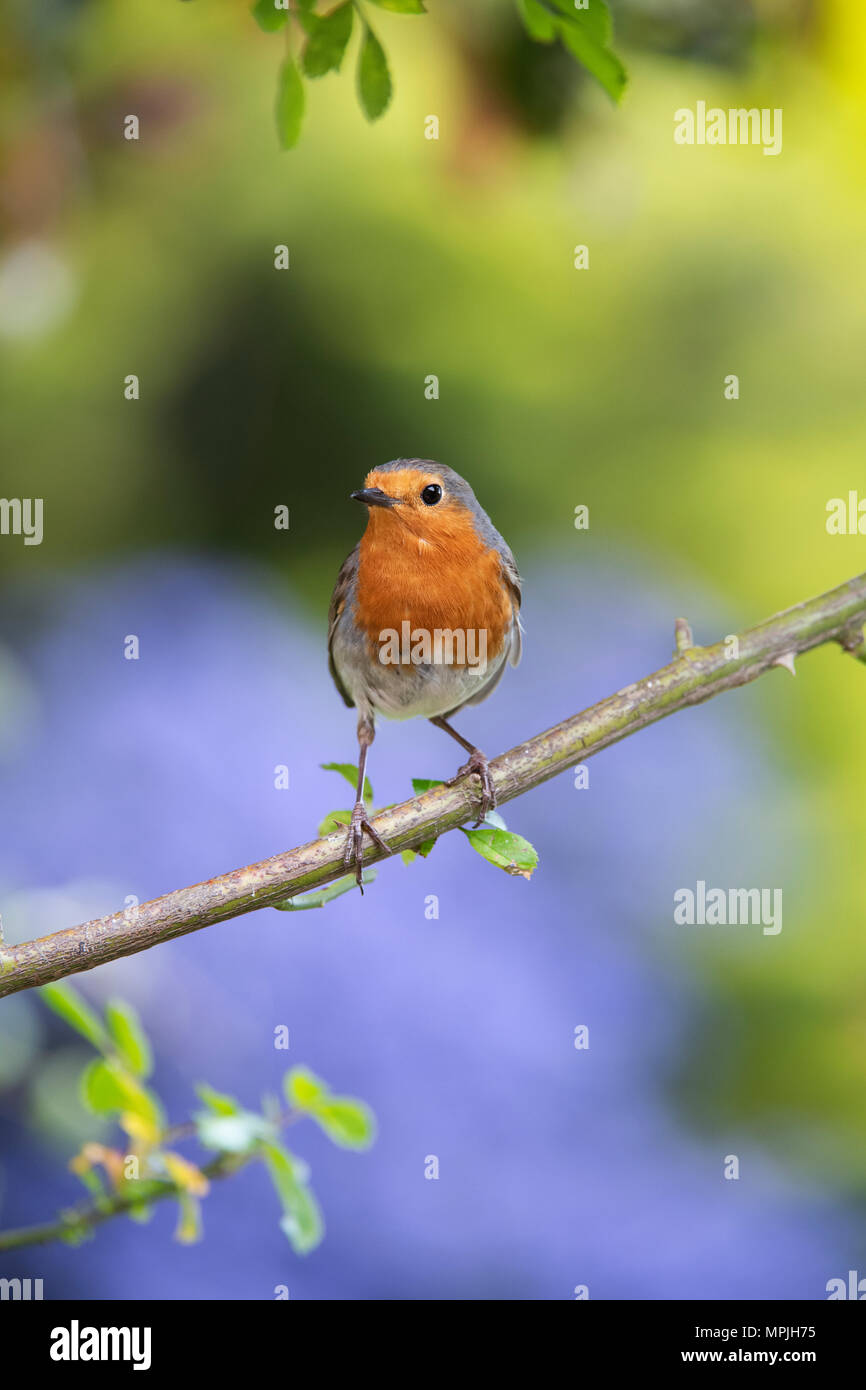 English robin hi-res stock photography and images - Alamy