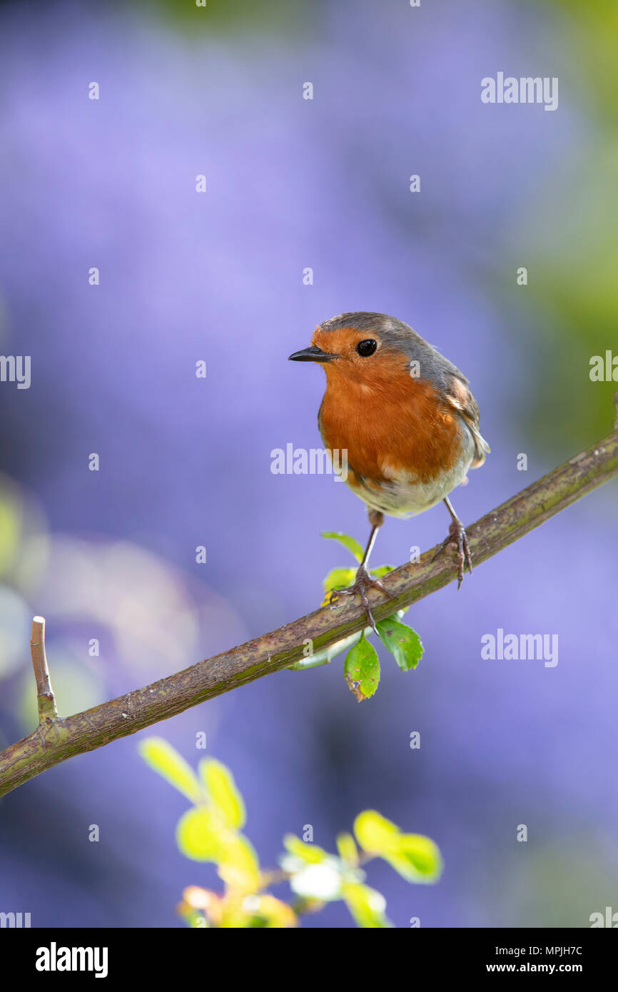 English robin hi-res stock photography and images - Alamy