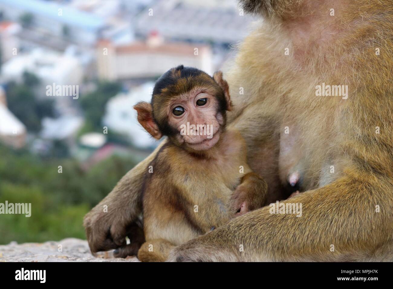 The Barbary Apes of The Rock of Gibraltar. The Barbary Macaque ...