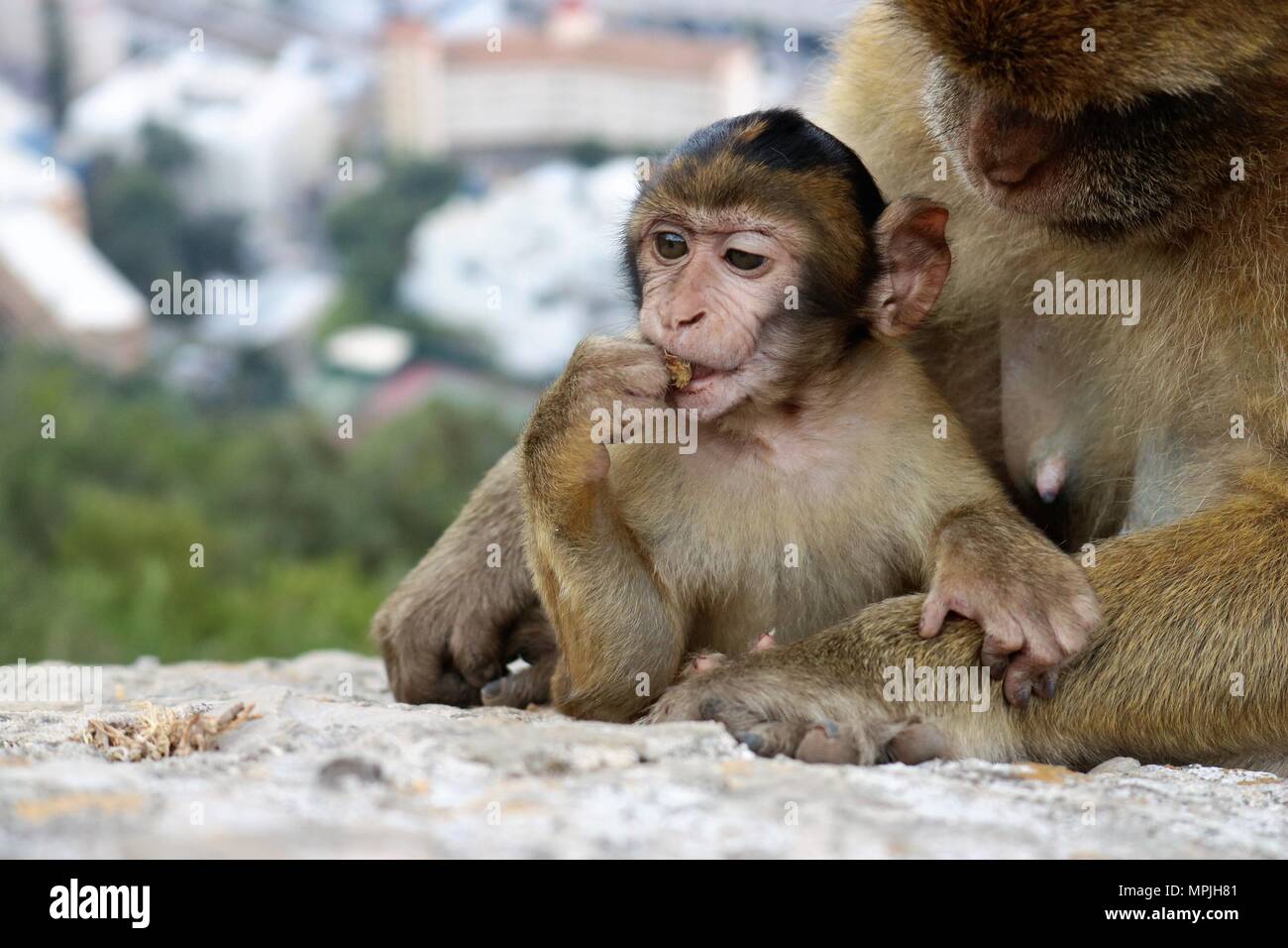The Barbary Apes of The Rock of Gibraltar. The Barbary Macaque ...