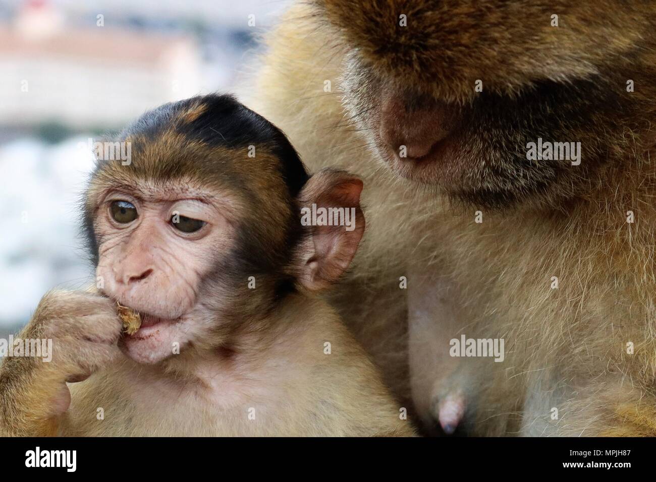 The Barbary Apes of The Rock of Gibraltar. The Barbary Macaque ...