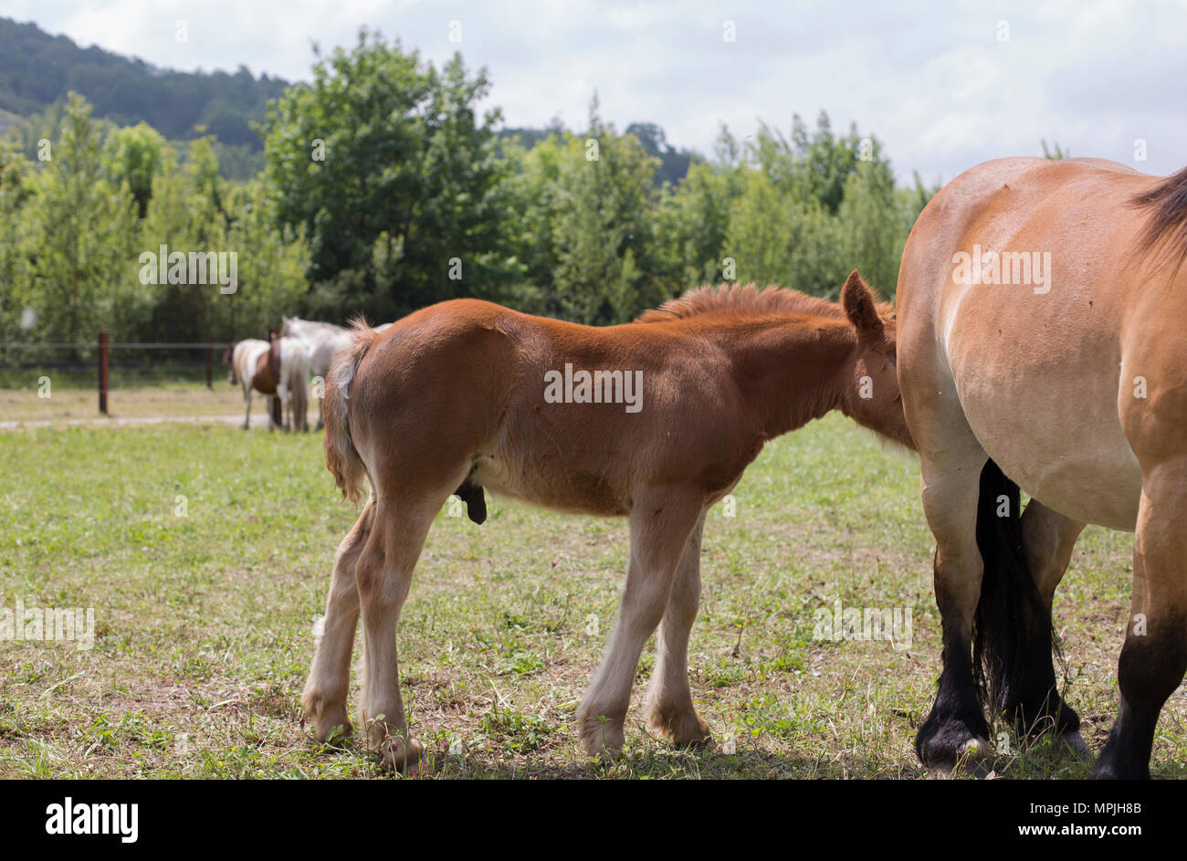 A chestnut foal is hidden behind it's mother Stock Photo - Alamy