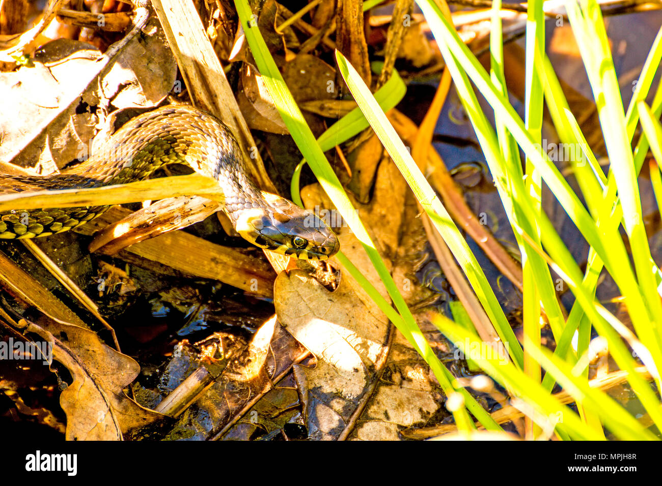 European grass snake in a moor lake in Poland Stock Photo - Alamy