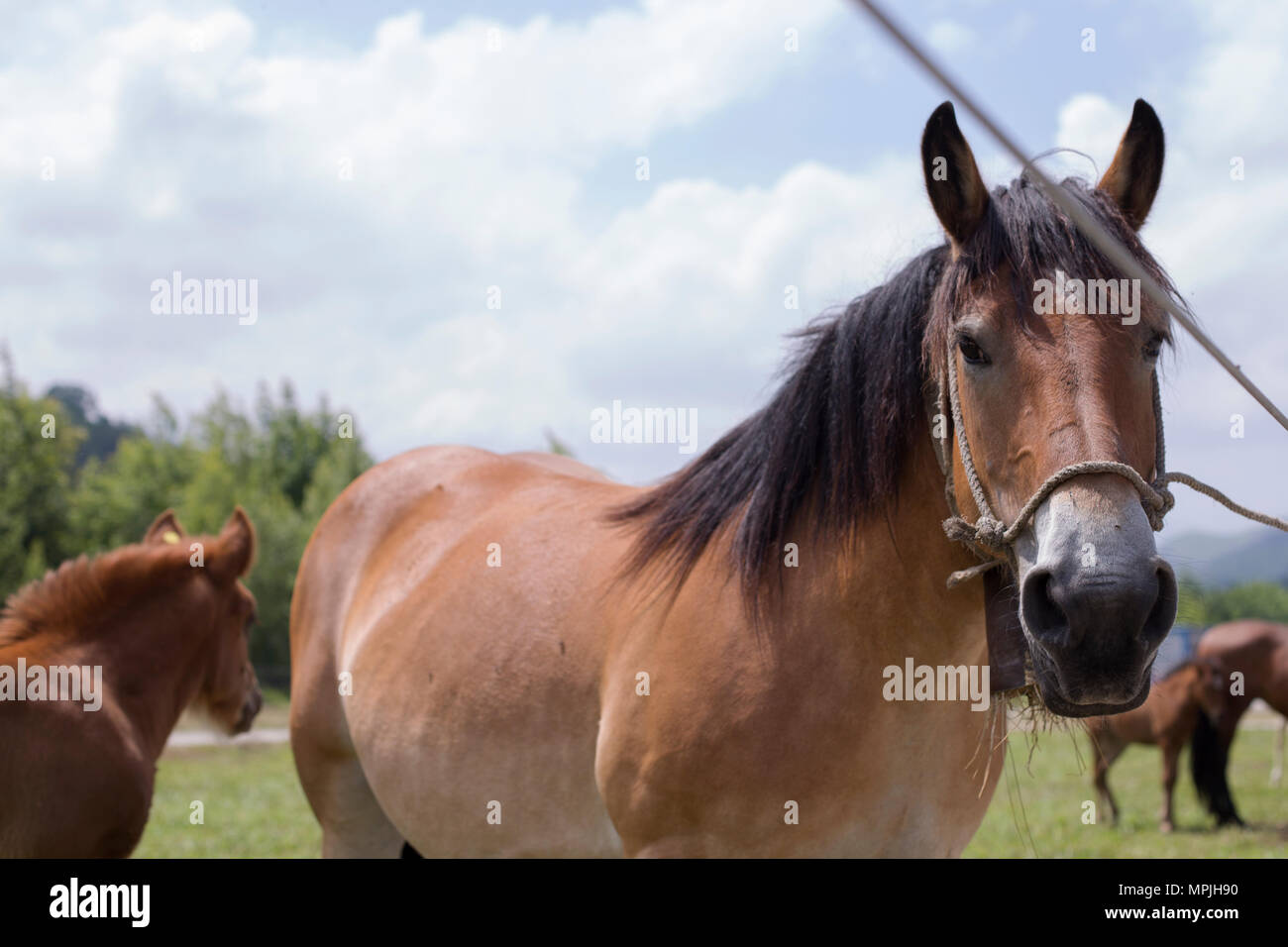 Chestnut mare hi-res stock photography and images - Alamy
