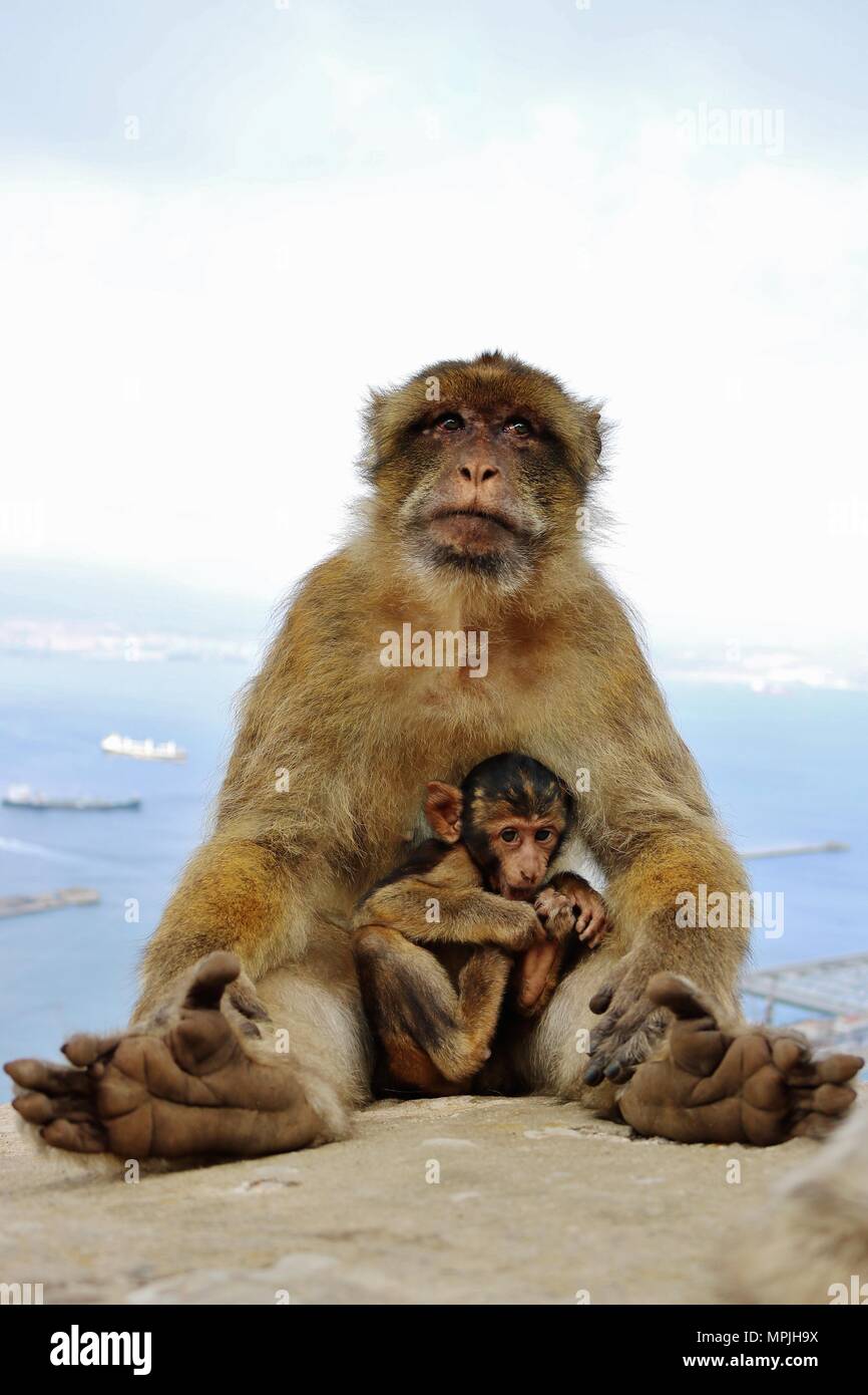 Old continent monkeys hi-res stock photography and images - Alamy