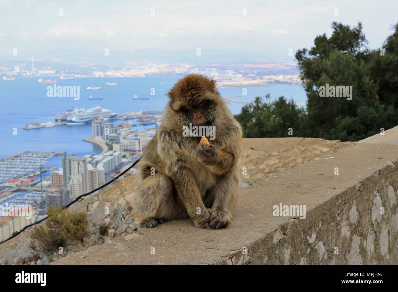 The Barbary Apes of The Rock of Gibraltar. The Barbary Macaque ...