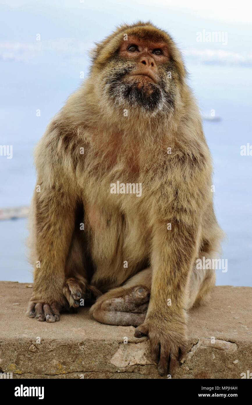 Old continent monkeys hi-res stock photography and images - Alamy
