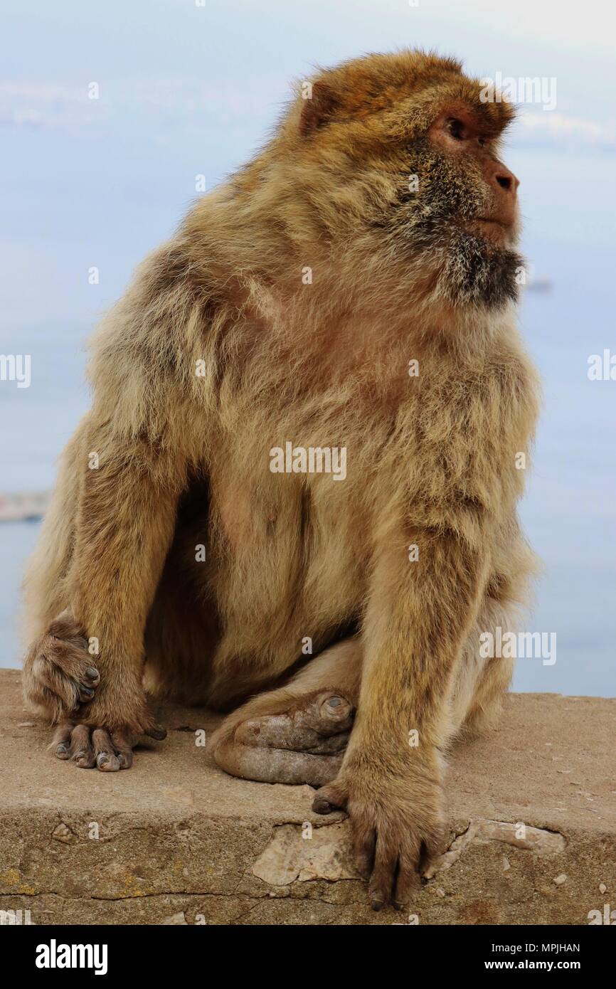 The Barbary Apes of The Rock of Gibraltar. The Barbary Macaque ...