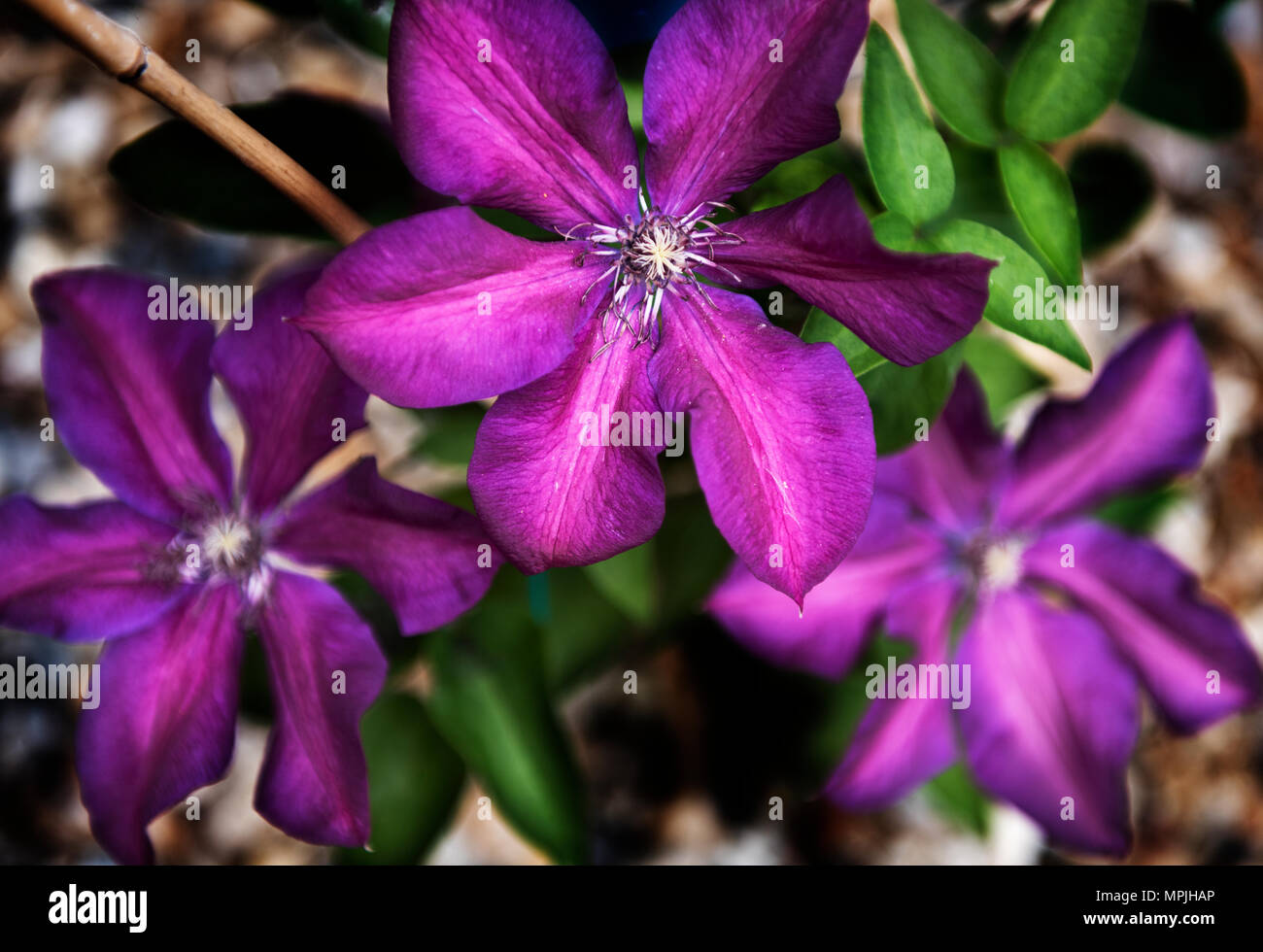 Mrs n thompson hi-res stock photography and images - Alamy