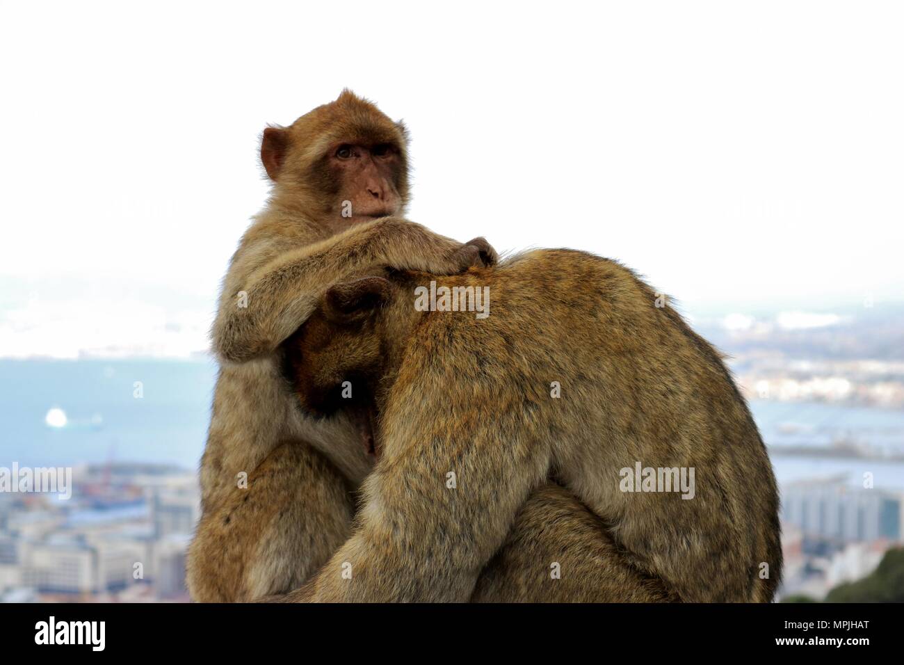 The Barbary Apes of The Rock of Gibraltar. The Barbary Macaque ...