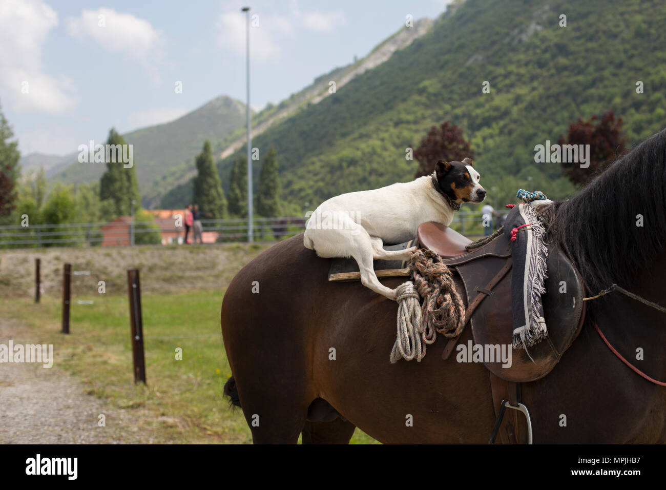 Animal portrait dog hi-res stock photography and images - Alamy