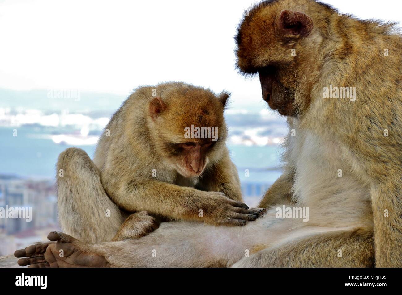 The Barbary Apes of The Rock of Gibraltar. The Barbary Macaque ...