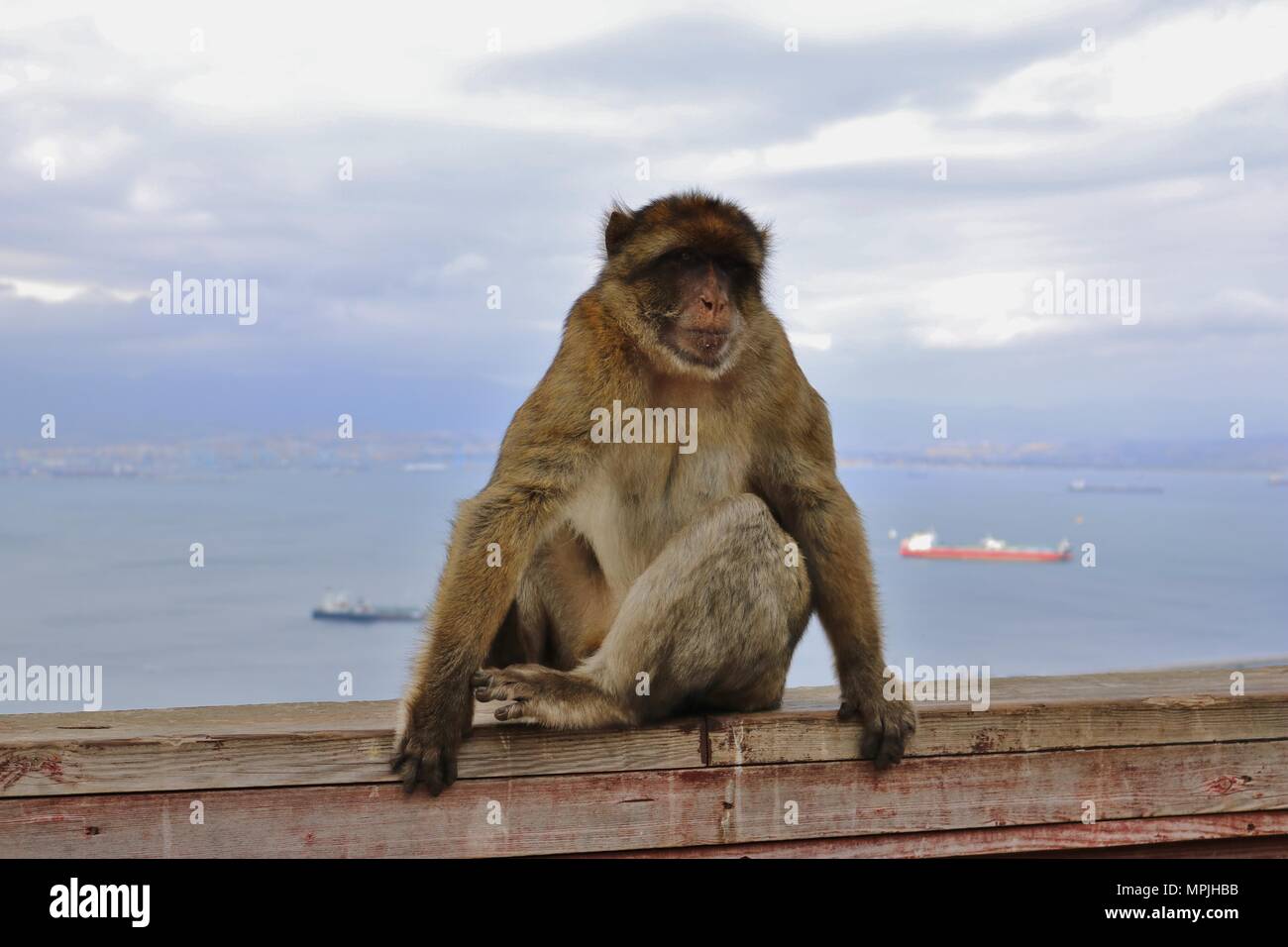 The Barbary Apes of The Rock of Gibraltar. The Barbary Macaque ...
