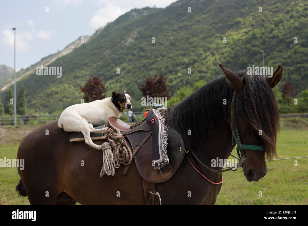 A dog rides a horse Stock Photo - Alamy