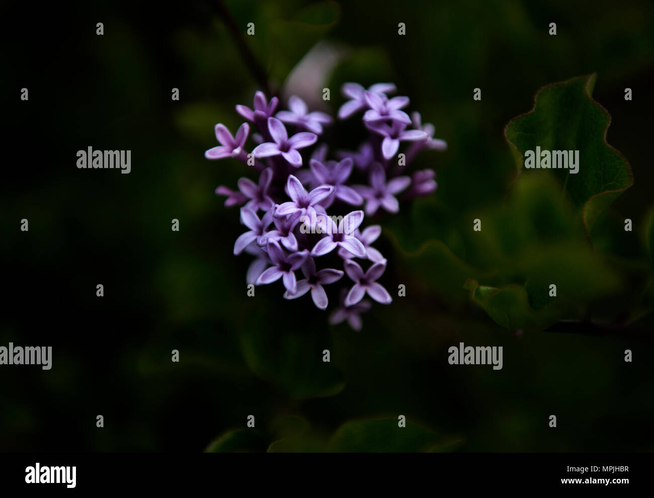 English summer bloom hi-res stock photography and images - Alamy
