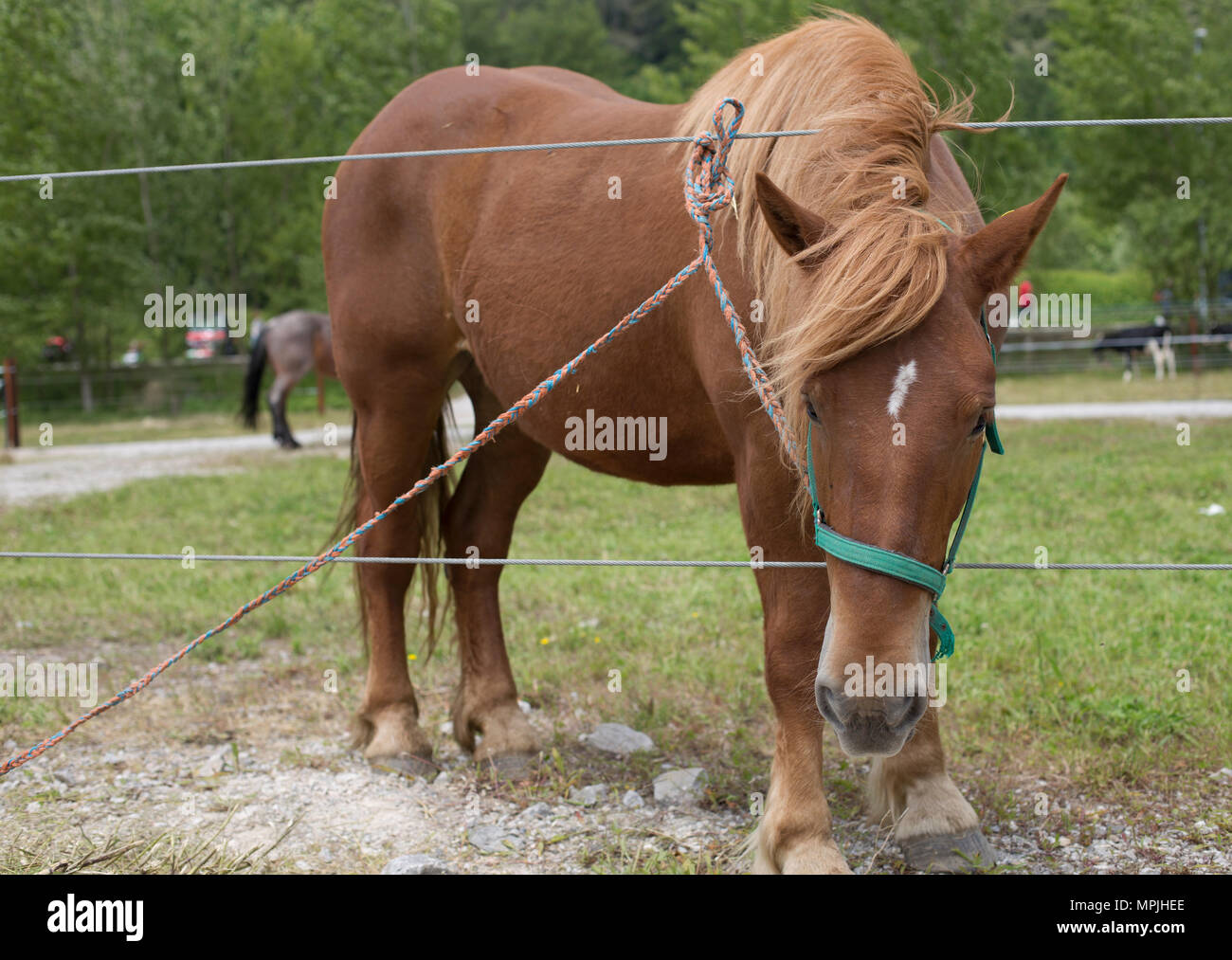 Sorrel horse hi-res stock photography and images - Alamy