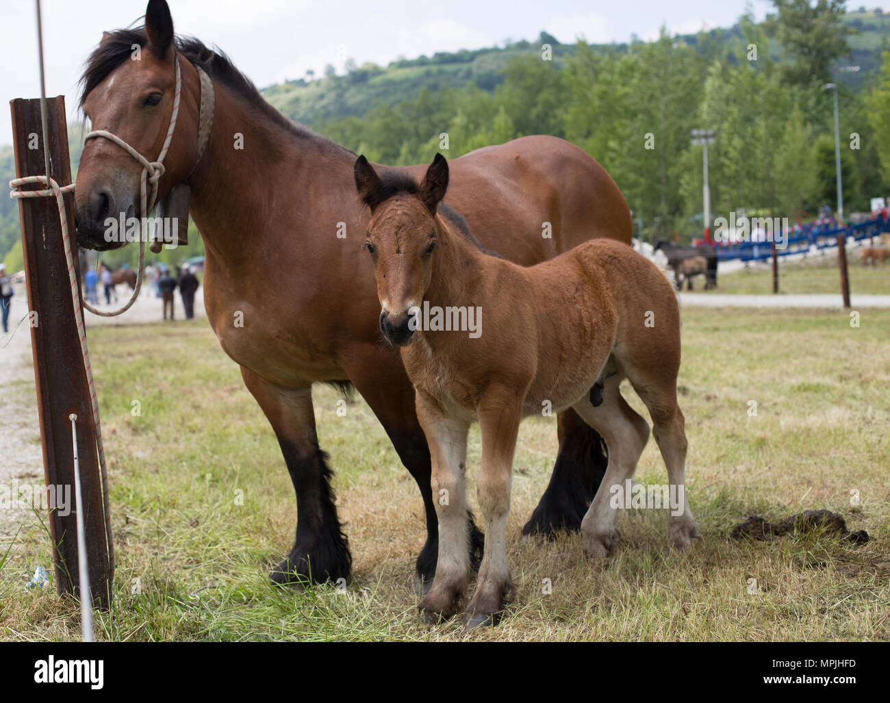 Chestnut Mare High Resolution Stock Photography and Images - Alamy