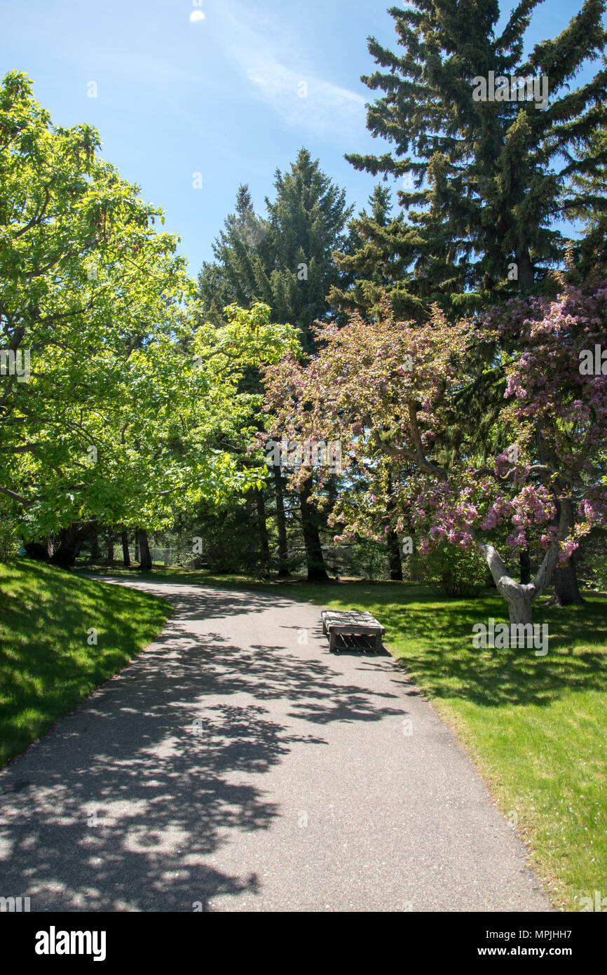 Pathway surrounded by Maple Trees and Cherry Blossoms in Nikka Yuko ...