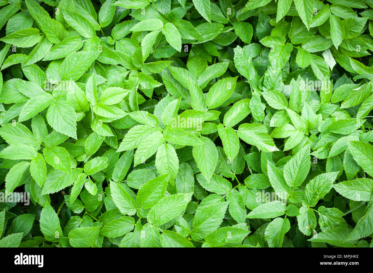 Green vignette texture hi-res stock photography and images - Alamy