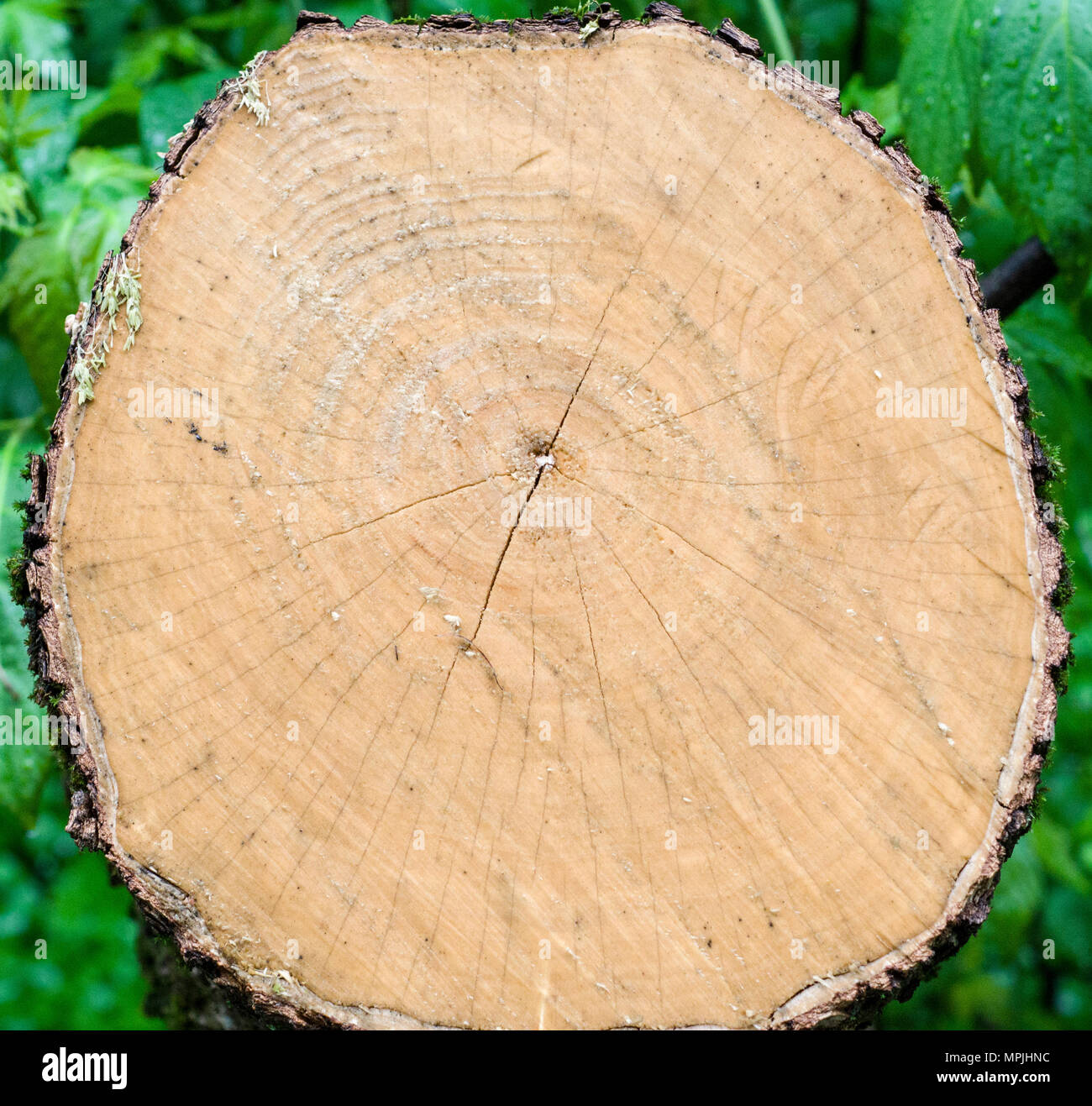 Circle nature detail hi-res stock photography and images - Alamy