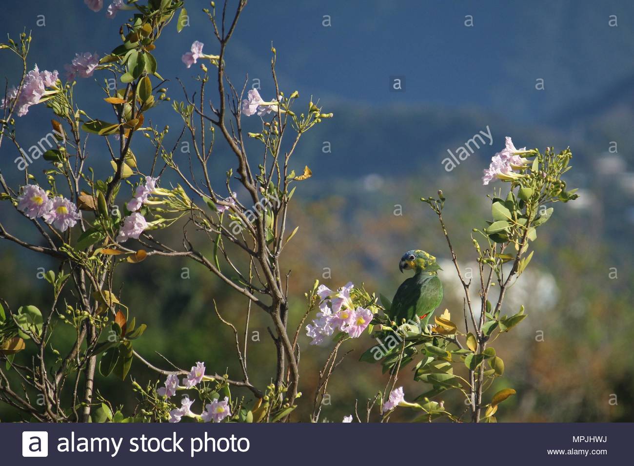 Pink Trumpet Tree High Resolution Stock Photography and Images - Alamy
