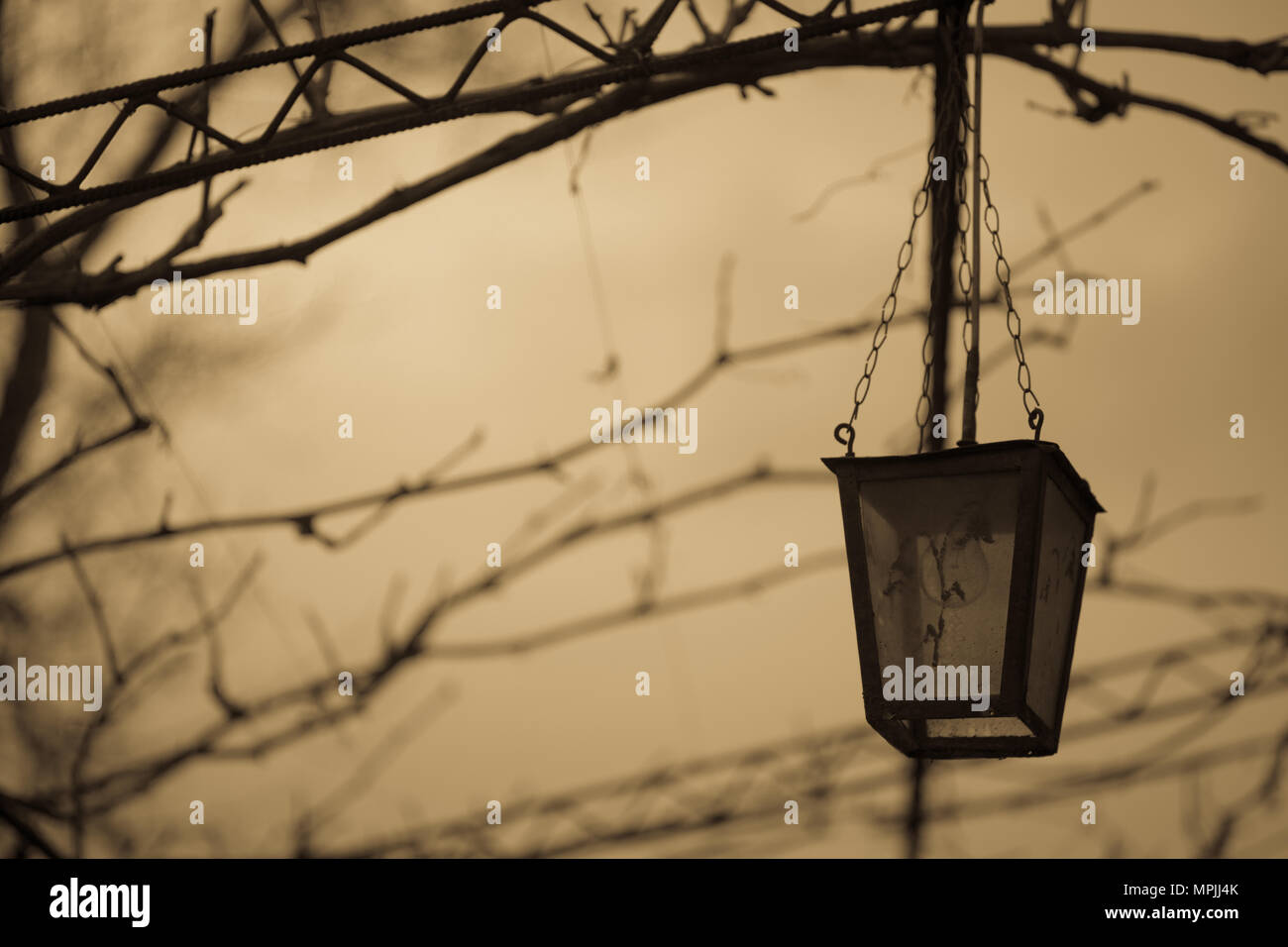 old street lamp on a chain hanging in a grape arch Stock Photo - Alamy