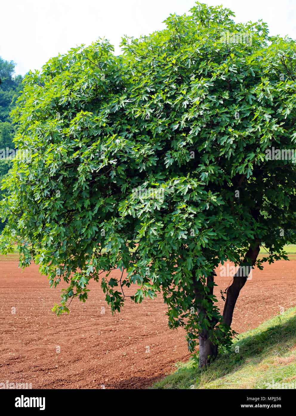 big fig tree with green leaves in spring Stock Photo - Alamy