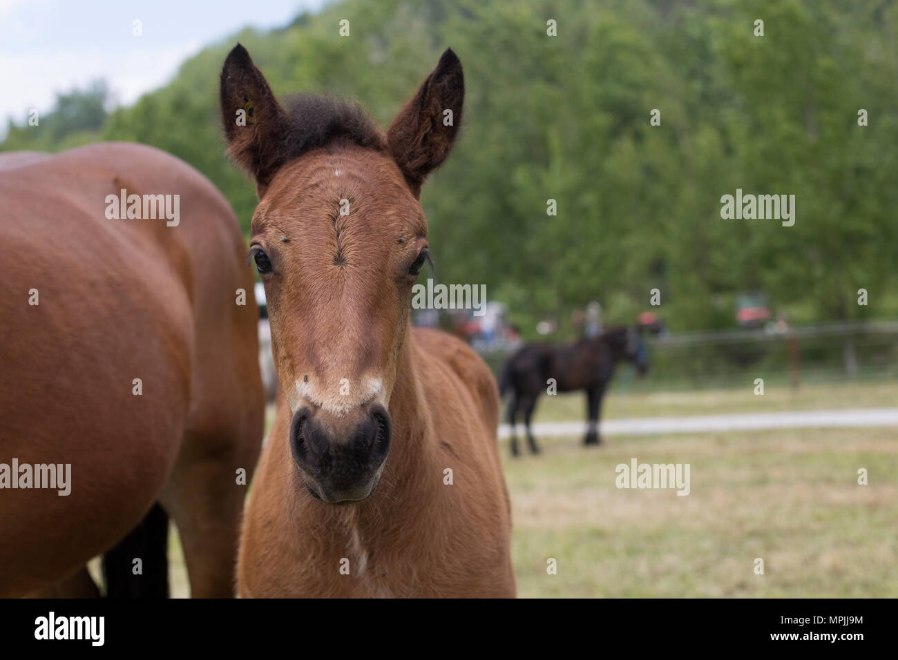 Foal head horse portrait hi-res stock photography and images - Alamy