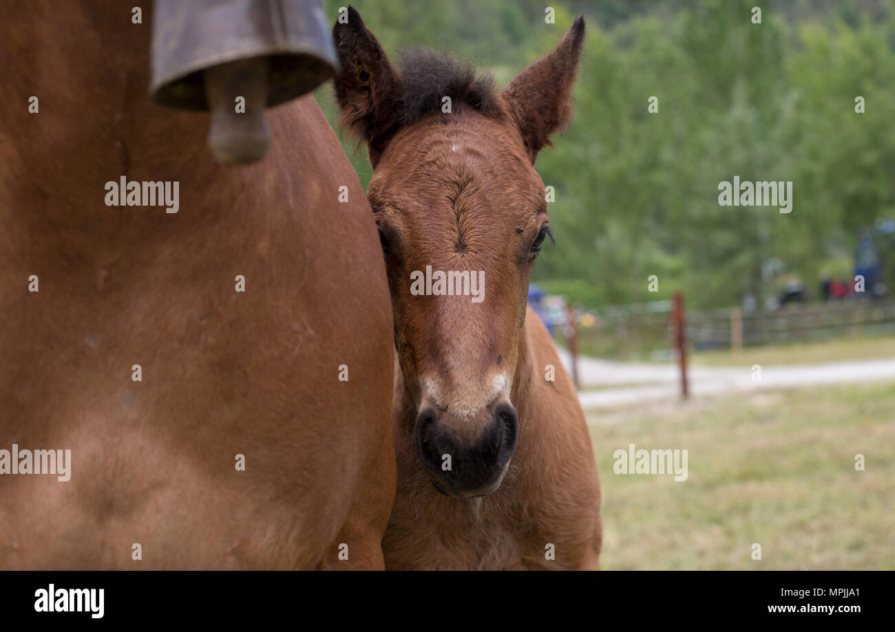 A bay or chestnut foal is hidden behind it's mother Stock Photo - Alamy