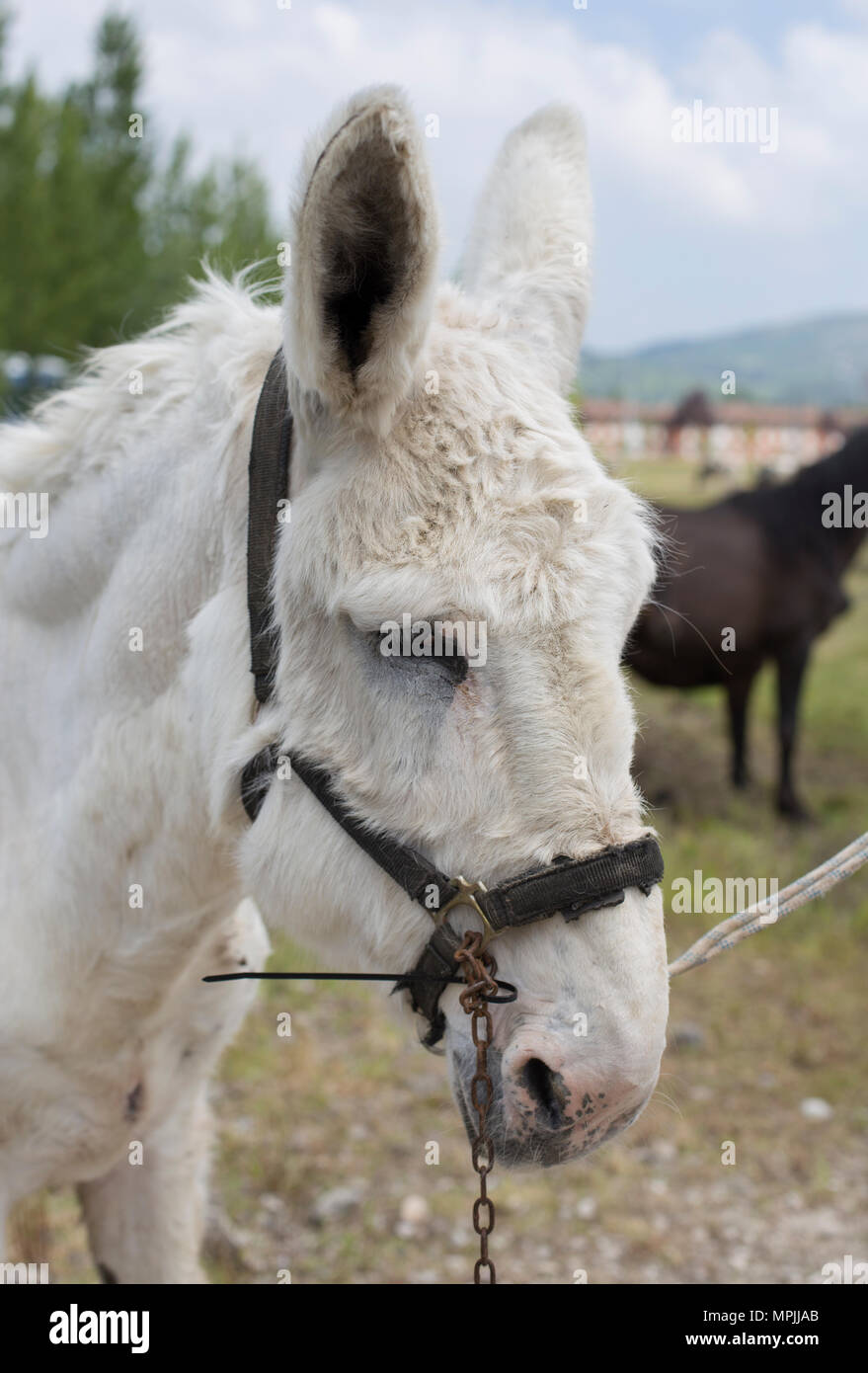 Beauty donkey hi-res stock photography and images - Alamy