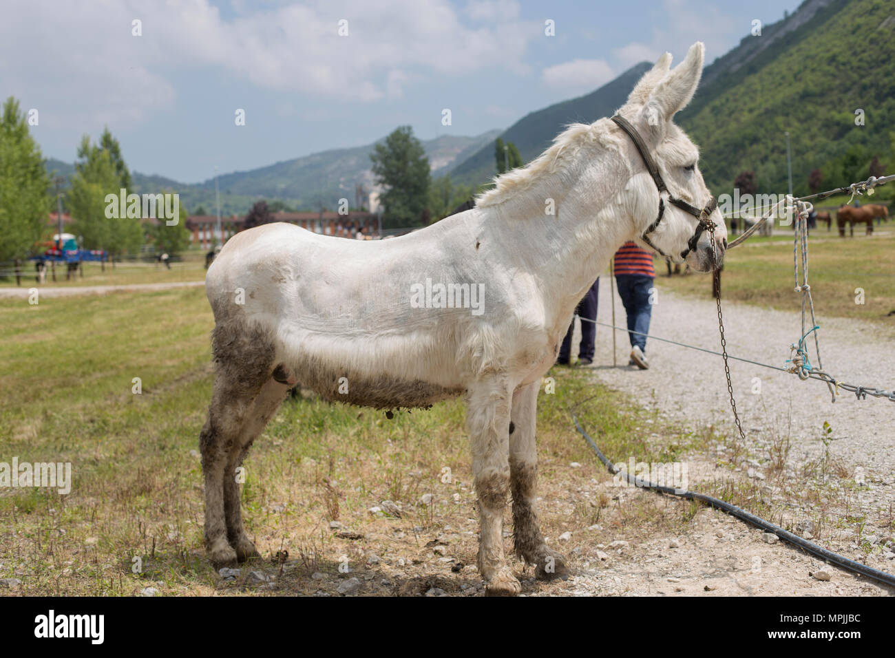 Portrait of a white donkey Stock Photo - Alamy