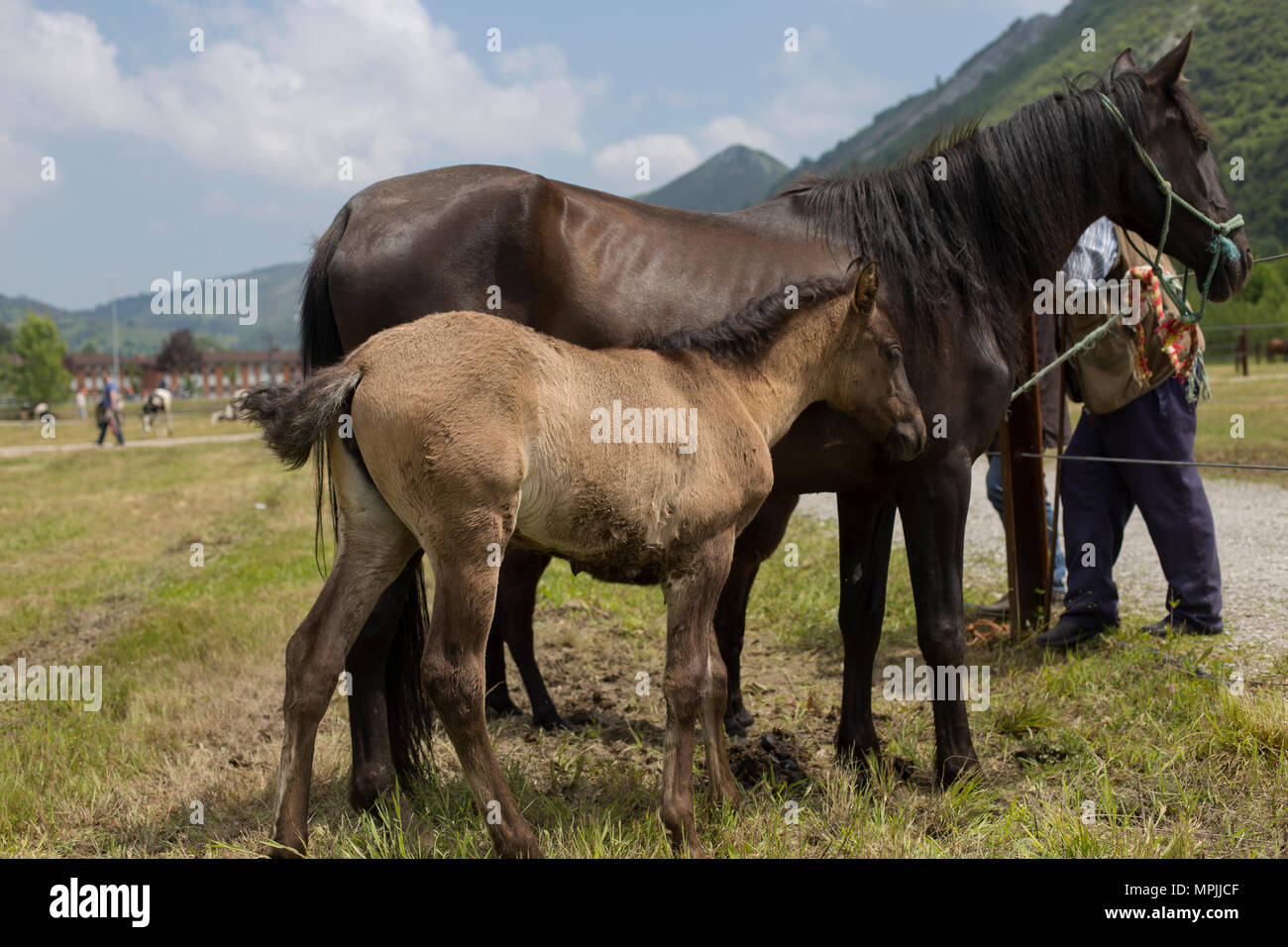 Chestnut mare hi-res stock photography and images - Alamy