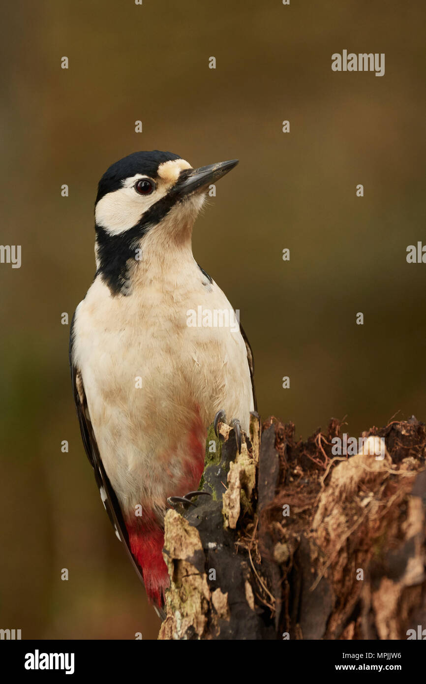 Female Great Spotted Woodpecker, Dendrocopos major, West Lothian ...