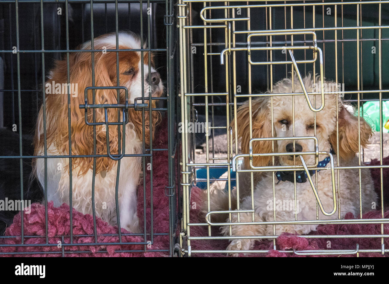 King charles spaniel cage hi-res stock photography and images - Alamy