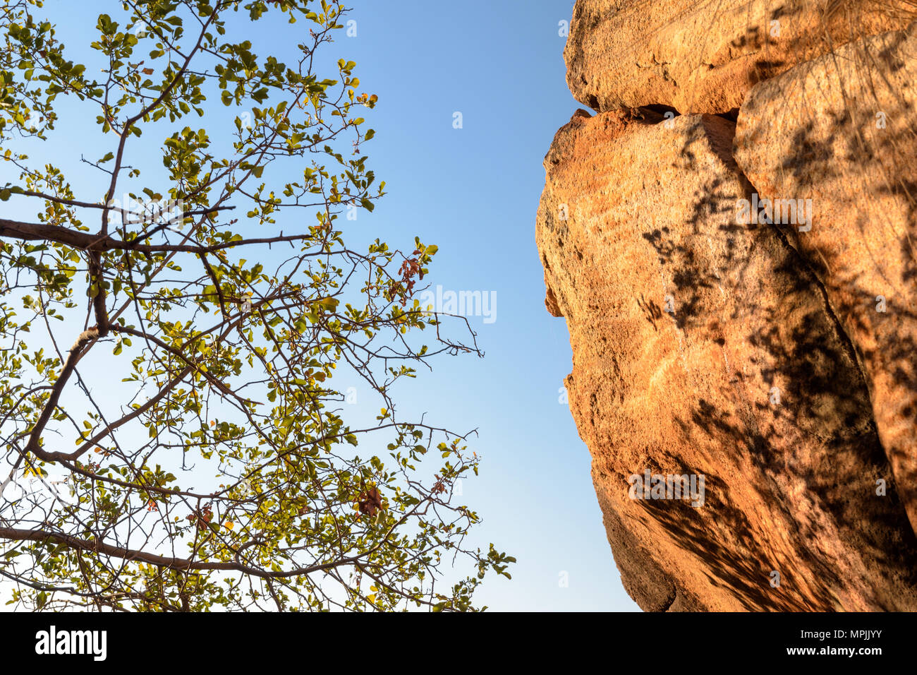 Tree and rock with shadows Stock Photo - Alamy