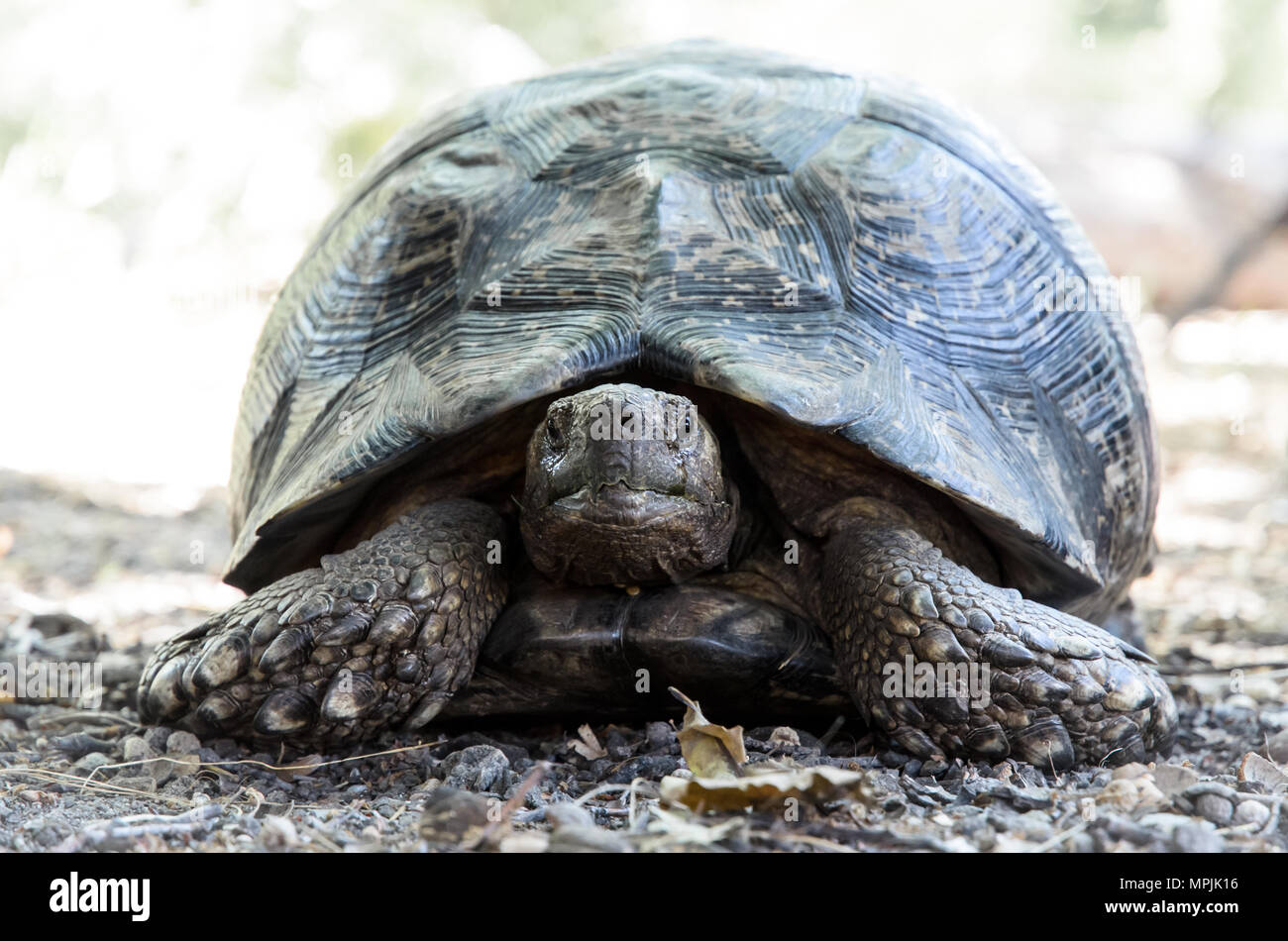 Front view of tortoise Stock Photo - Alamy