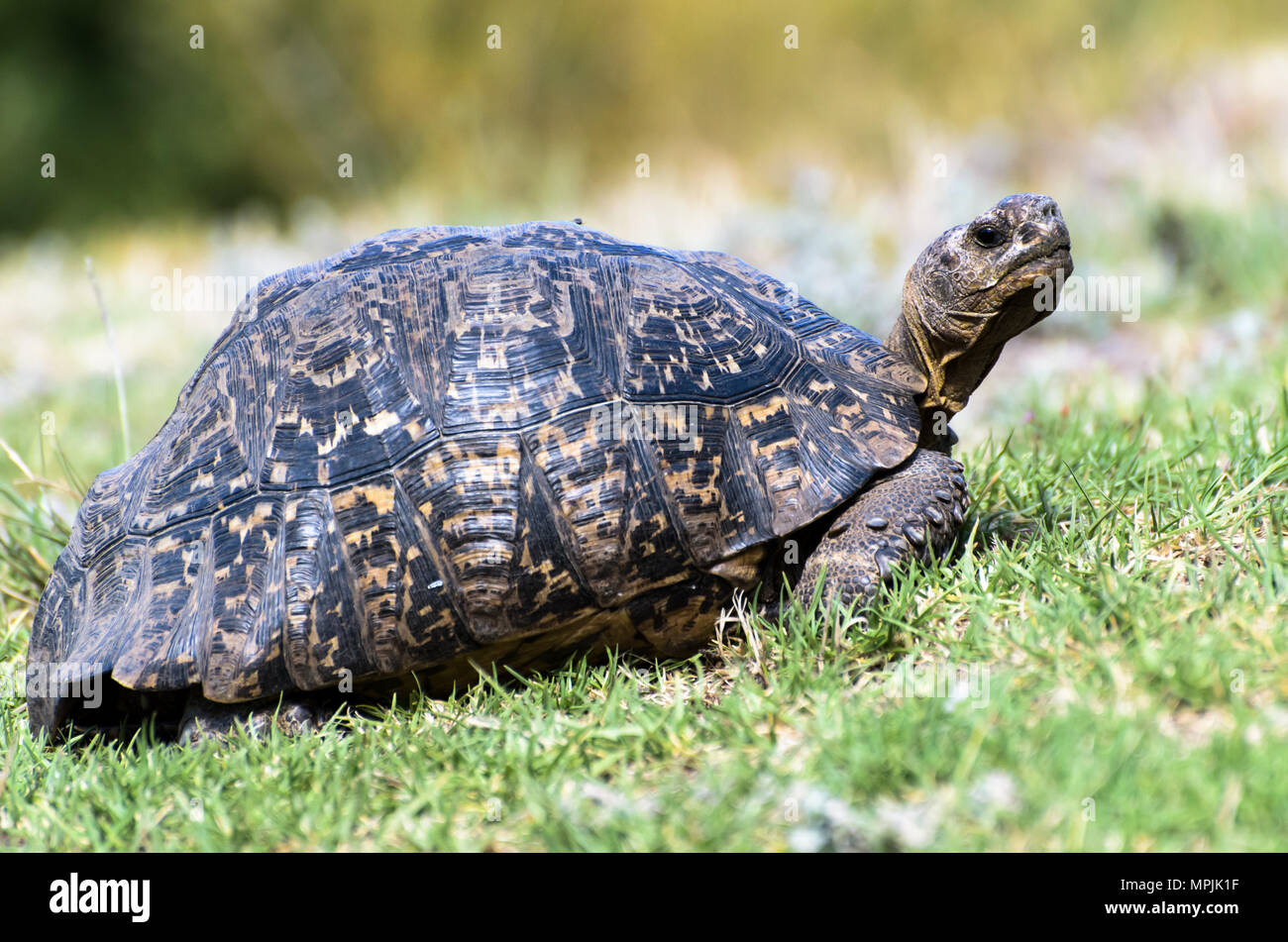 Tortoise Turtle Side By Side Stock Photos & Tortoise Turtle Side By ...