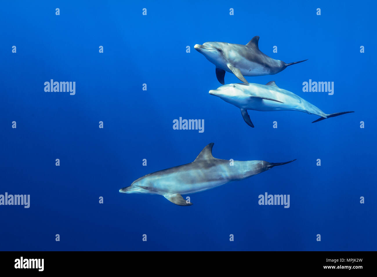 Bonin islands hi-res stock photography and images - Alamy