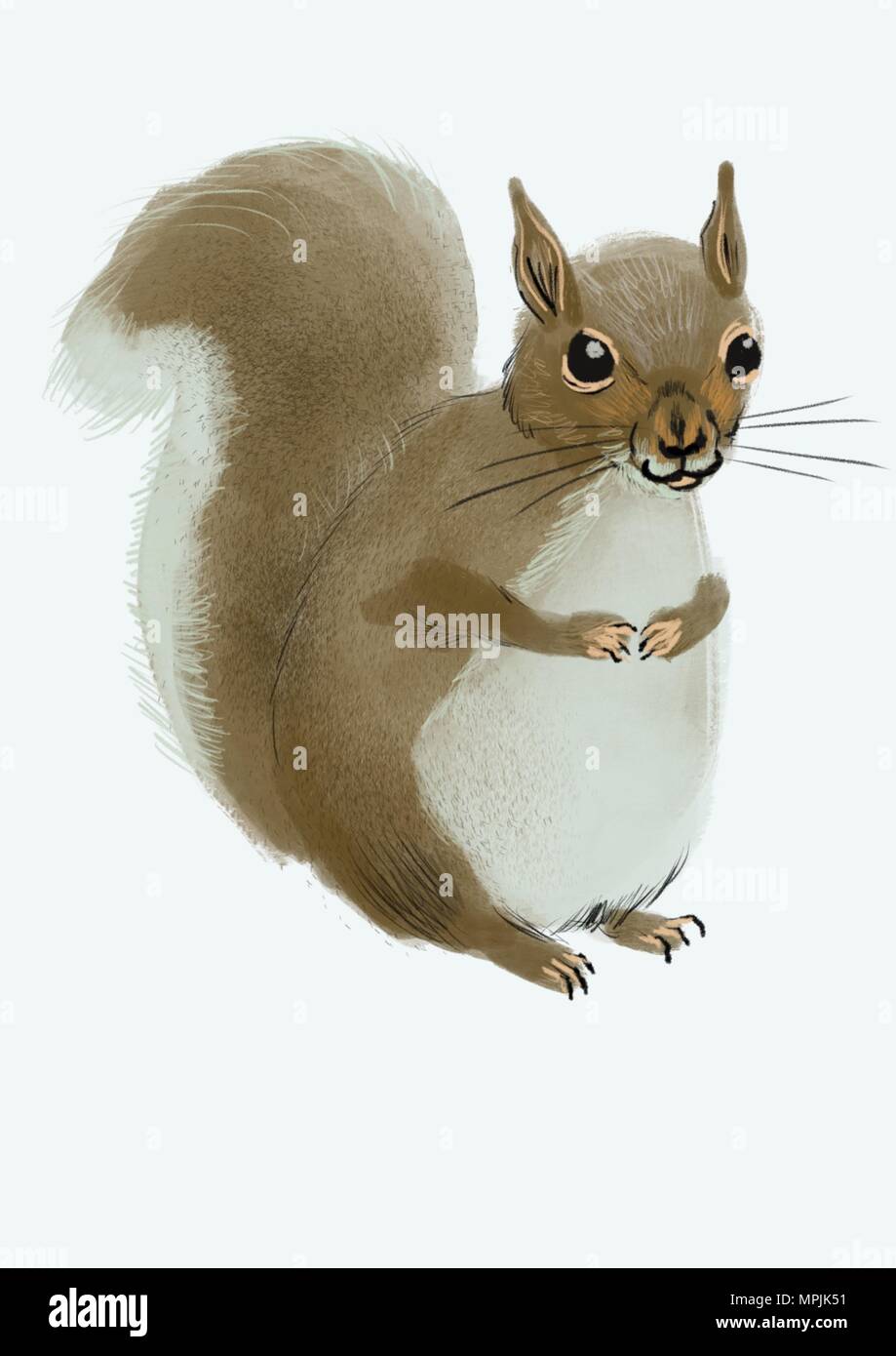 A cute squirrel stylised illustration Stock Photo - Alamy