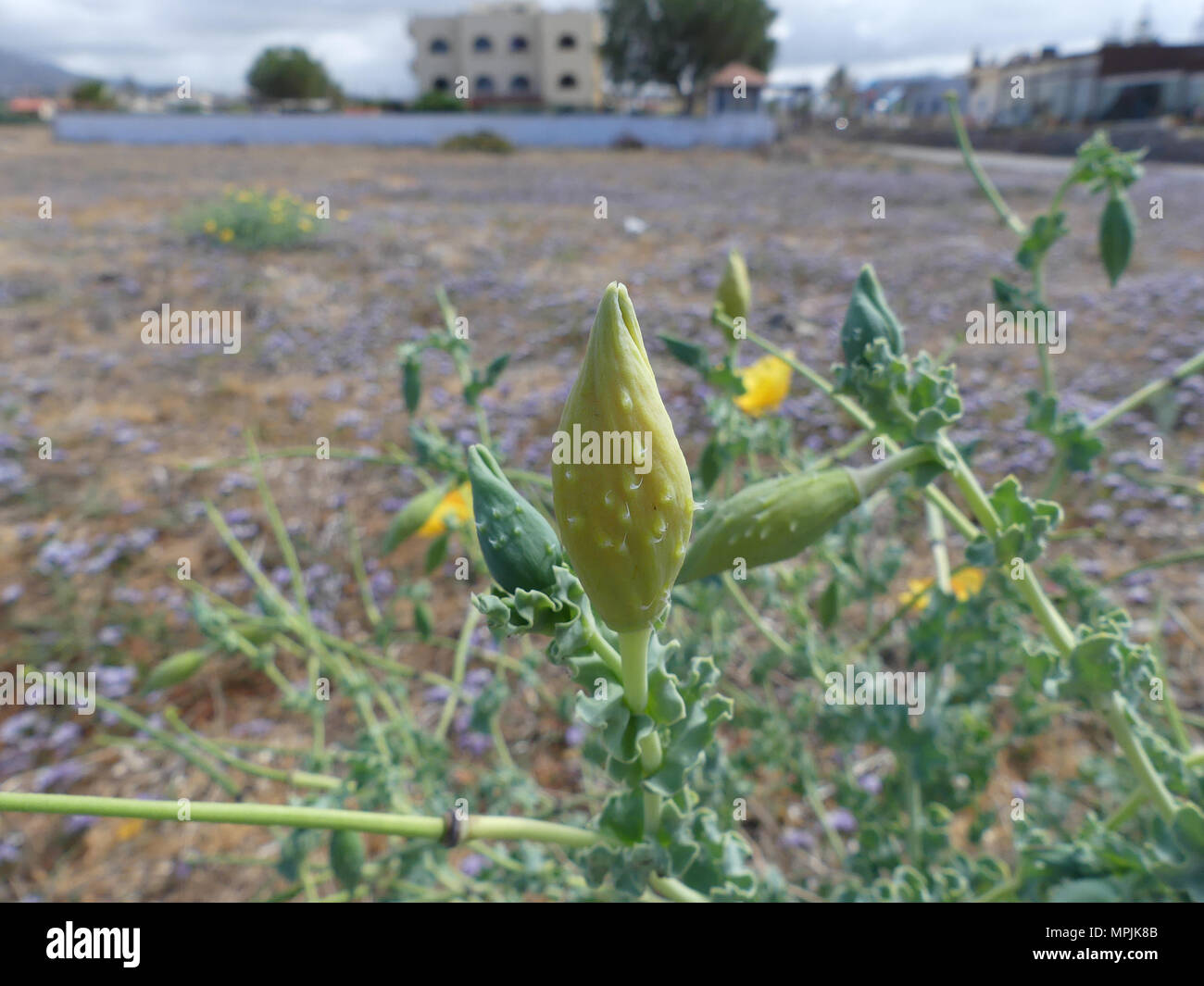 YELLOW HORNED POPPY Glaucium flavum coming into flower on coastline of ...