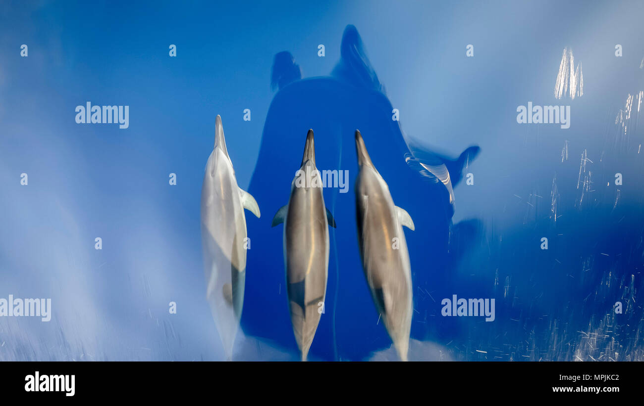 Bonin islands hi-res stock photography and images - Alamy