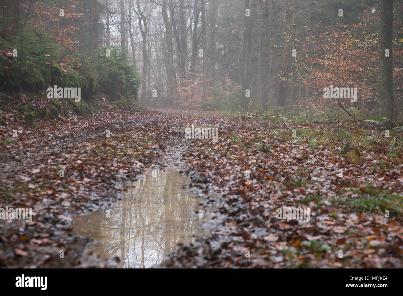 Forest During Winter at Germany Stock Photo - Alamy