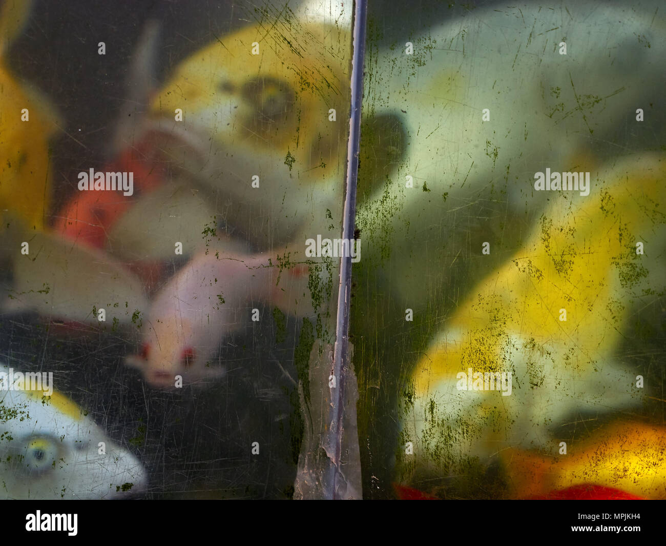 Golden fish of different size, the body is distorted by the rib of the ...