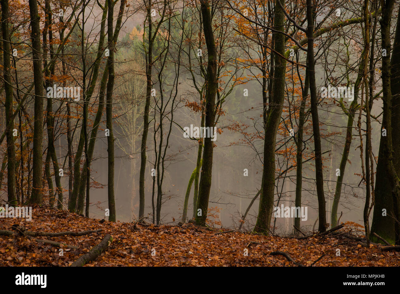 Forest During Winter at Germany Stock Photo - Alamy