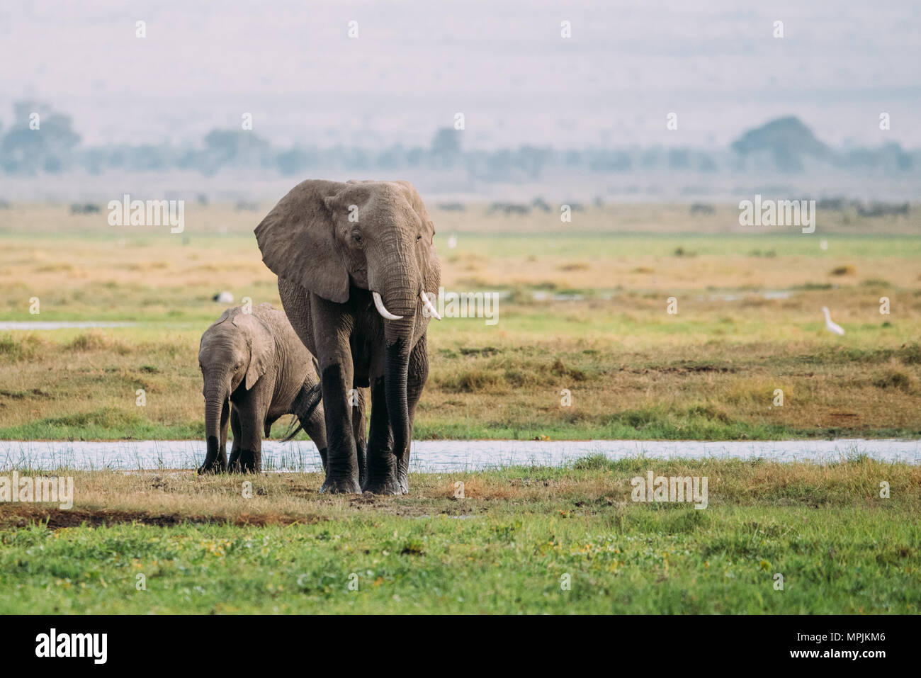 Elephant Family - Mom and Baby Stock Photo - Alamy