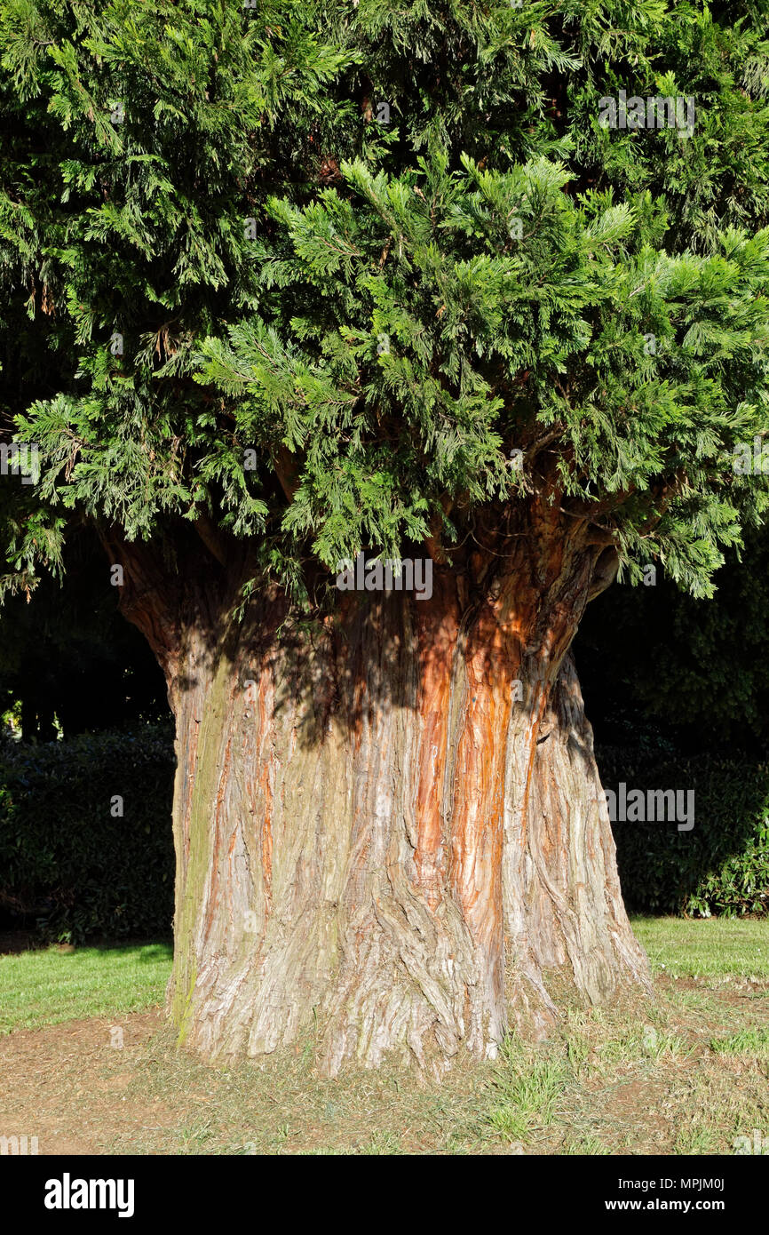 Close-up of the trunk and branches of an old cedar tree Stock Photo - Alamy