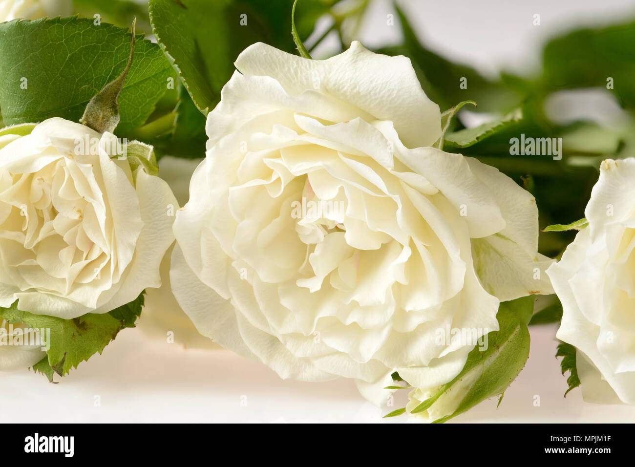 beautiful white rose macro cle up photography Stock Photo - Alamy