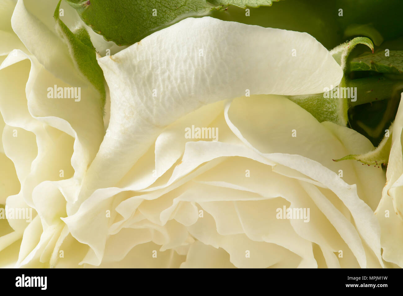 beautiful white rose macro cle up photography Stock Photo - Alamy